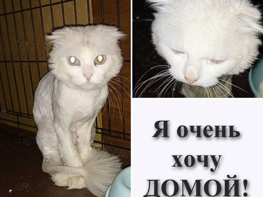 Кот Вислоухий Бесплатно