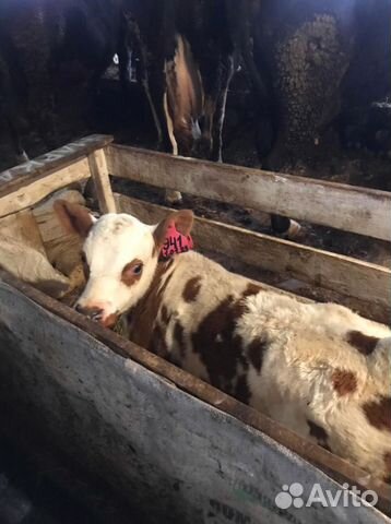 Телята бычки тёлки доставим до вас