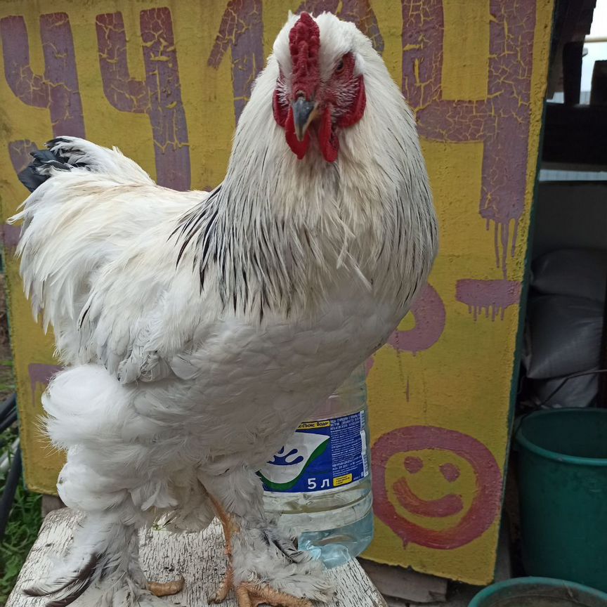 Петушки брама