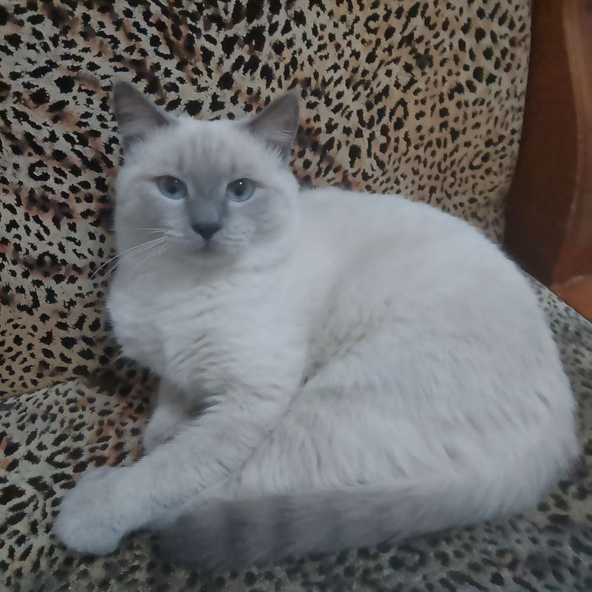 Котята в добрые руки бесплатно мальчик 8 месяц