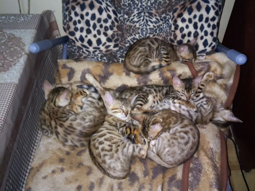 Бенгальская, котята бенгальские