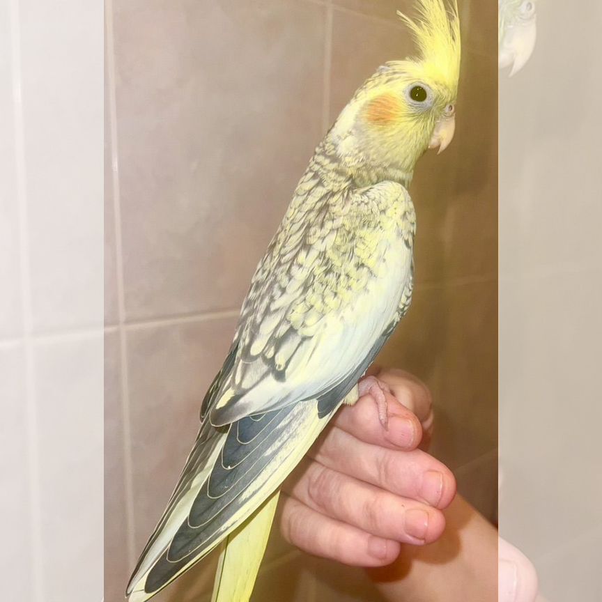 Ручной молодой попугай корелла
