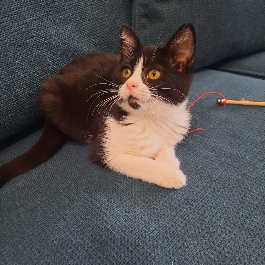 Кошка