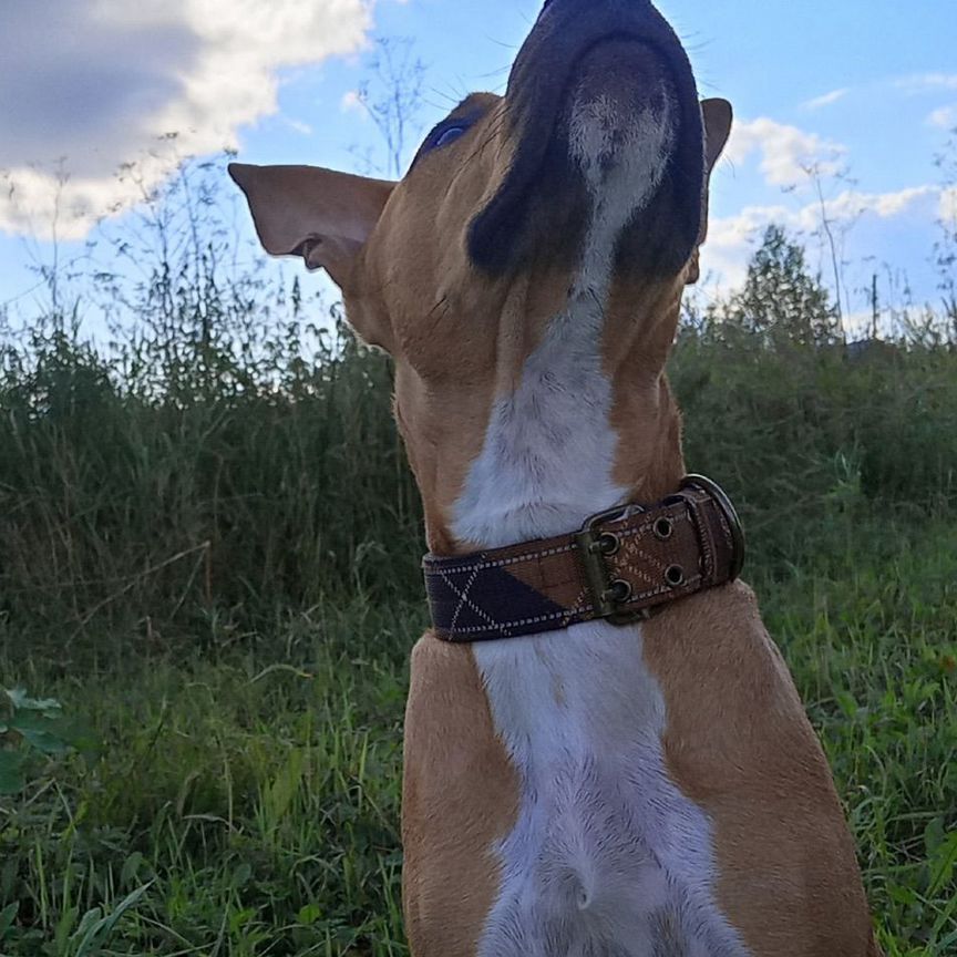 Американский стаффордширский терьер, щенок