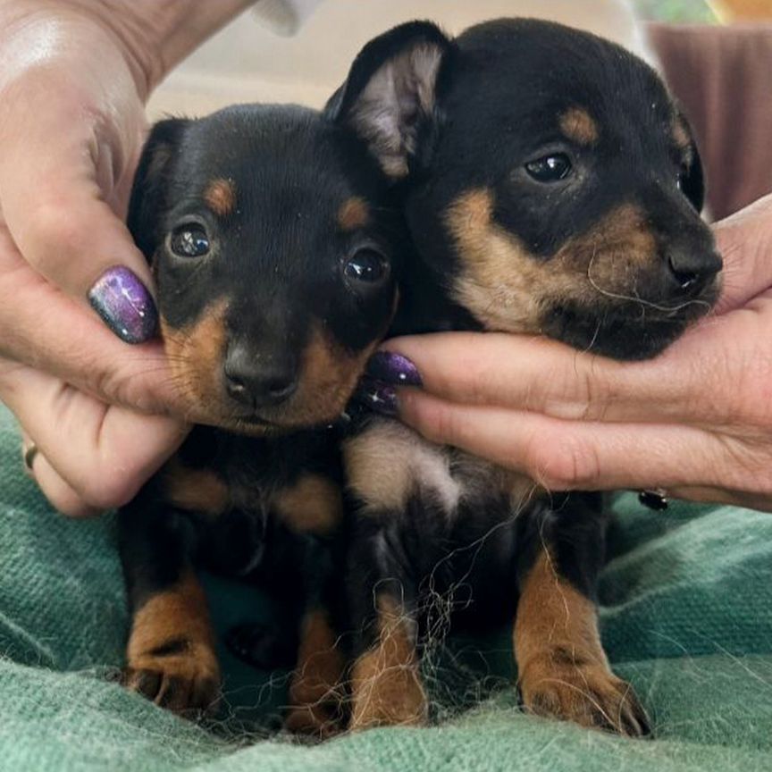 Щенок в добрые руки