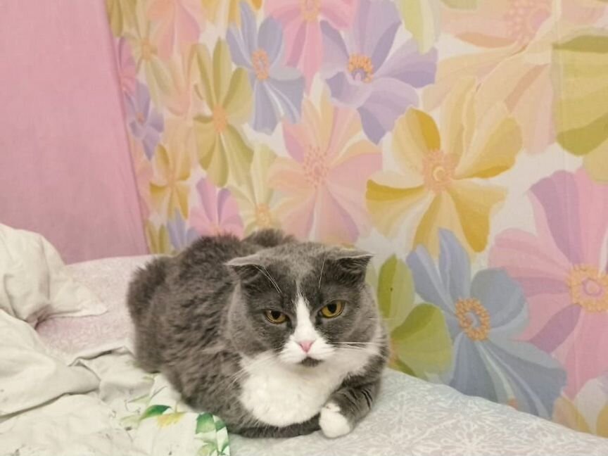 Кошка британка