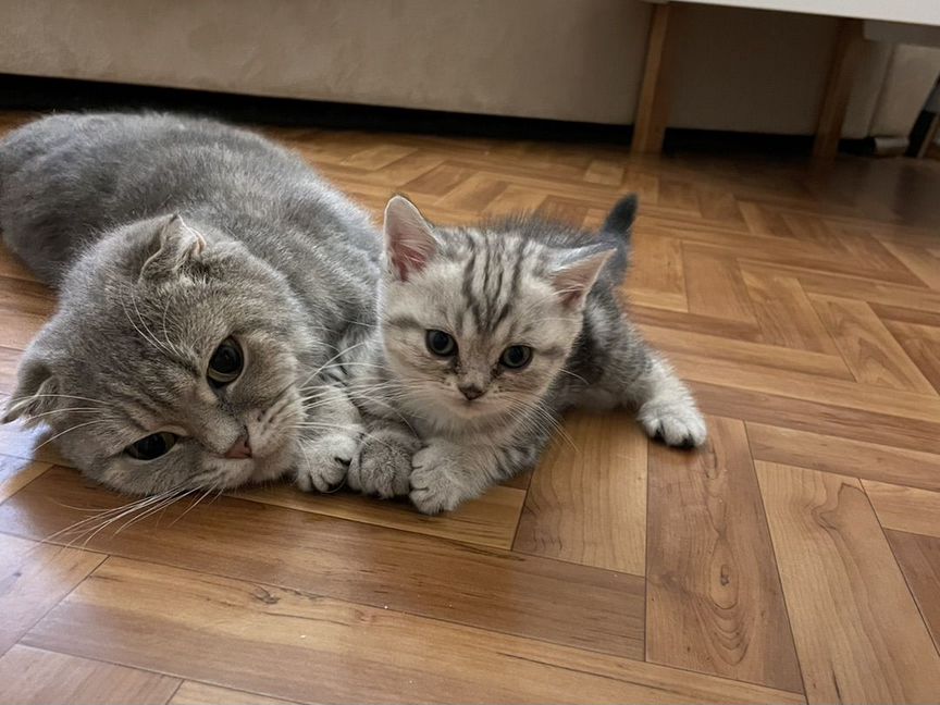 Шотландские вислоухие котята
