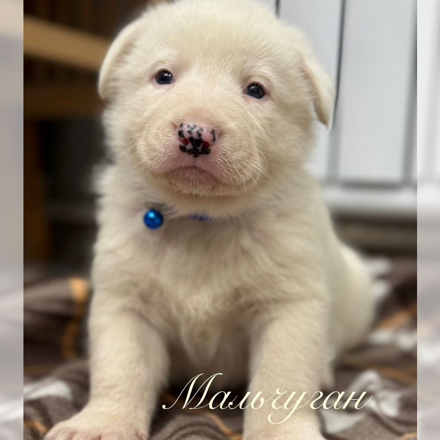 Бордер-колли, щенок