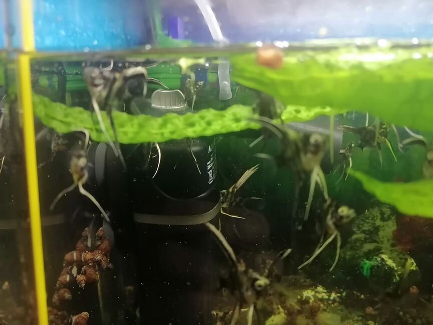 Молодые скалярии