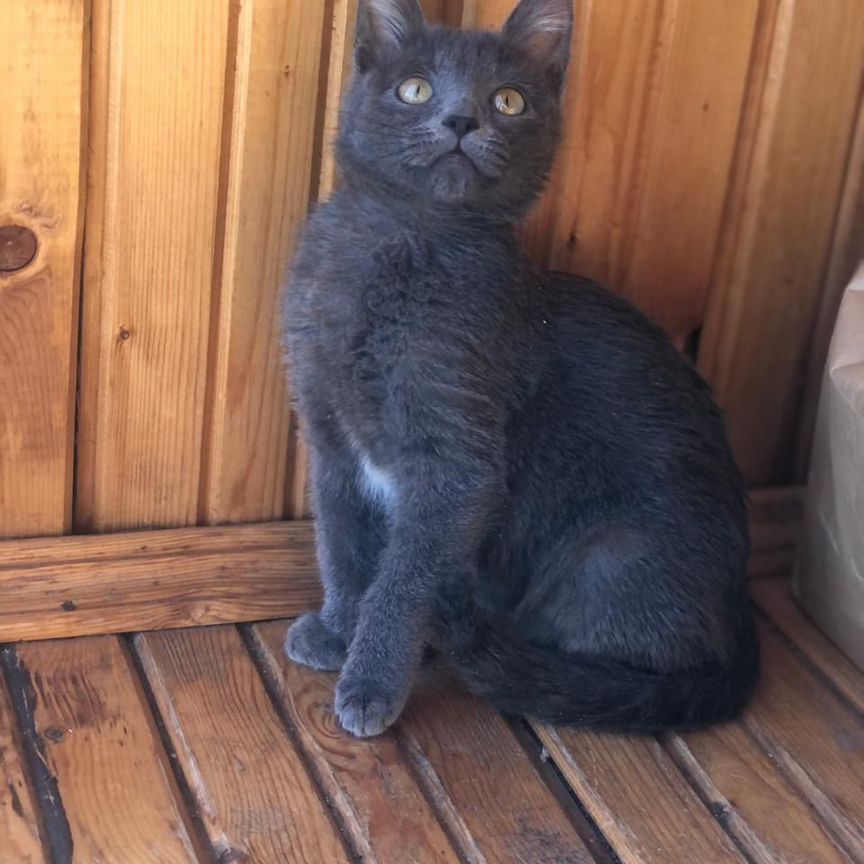 Котенок в добрые руки