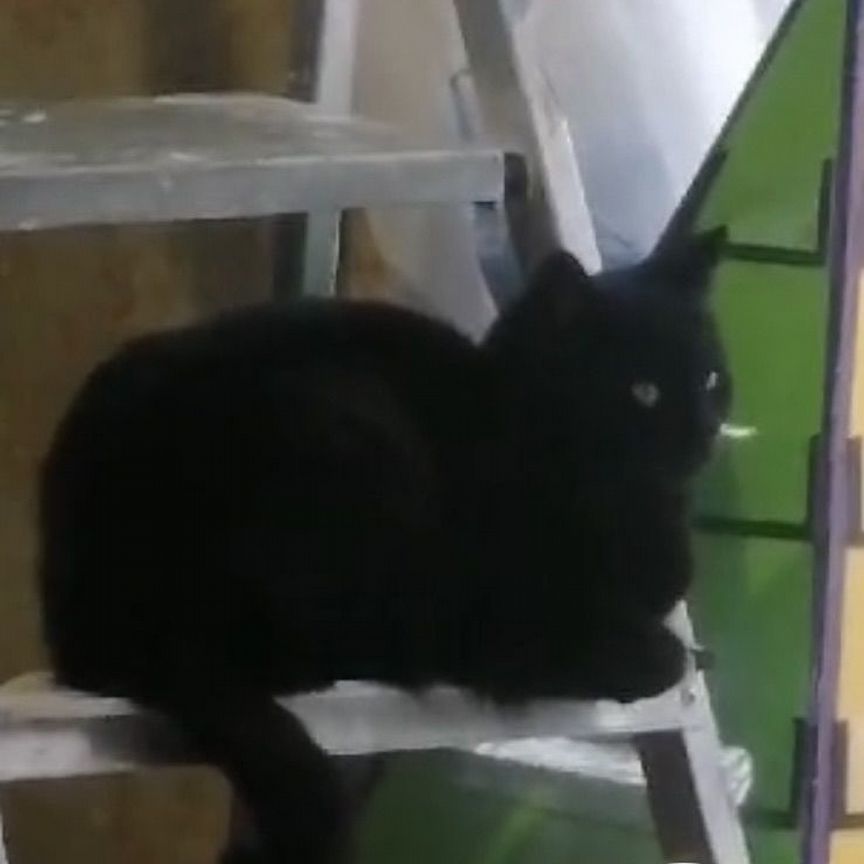 Черная кошка с зелеными глазами