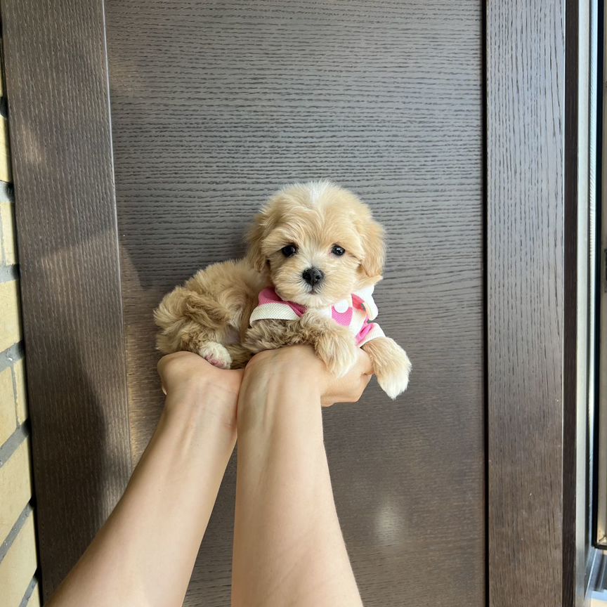 Мальтипу F1 девочка