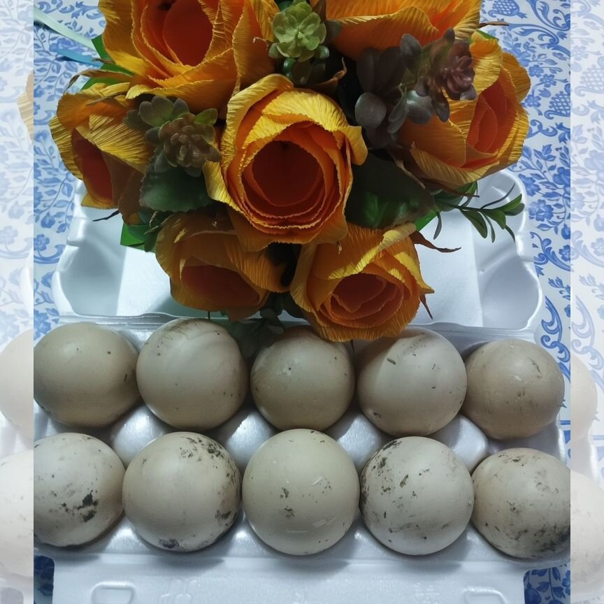 Инкубационное яйцо индоутки тяжёлая линия