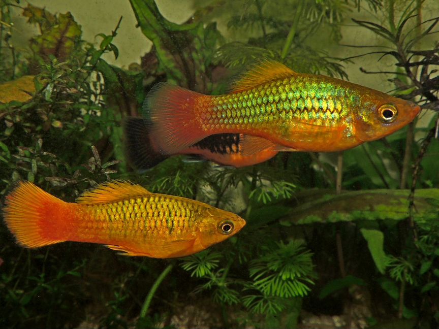 Пецилия желтая золотая (Yellow / Gold Platy)