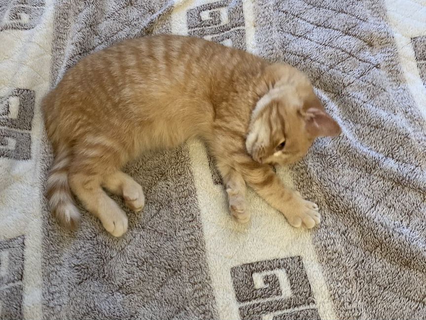 Котенок рыжий мальчик 3,5 мес