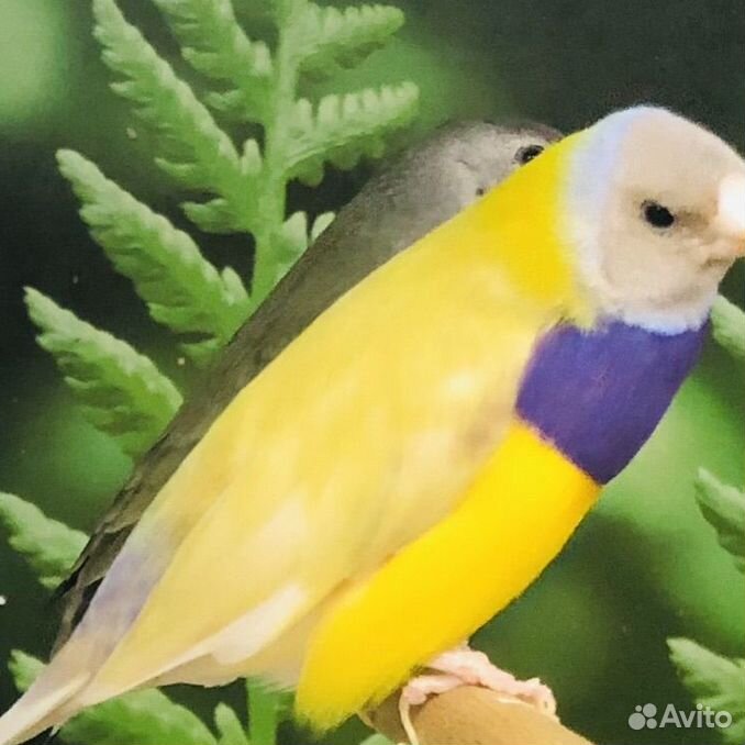 Амадины гульда