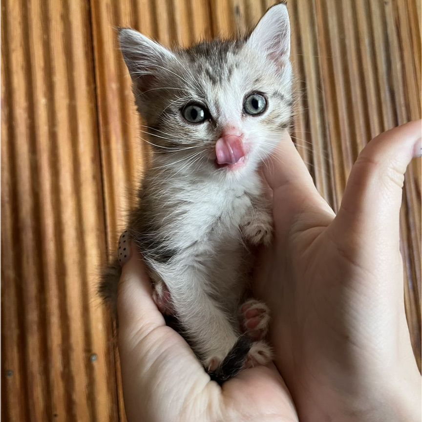 Котёнок в добрые руки
