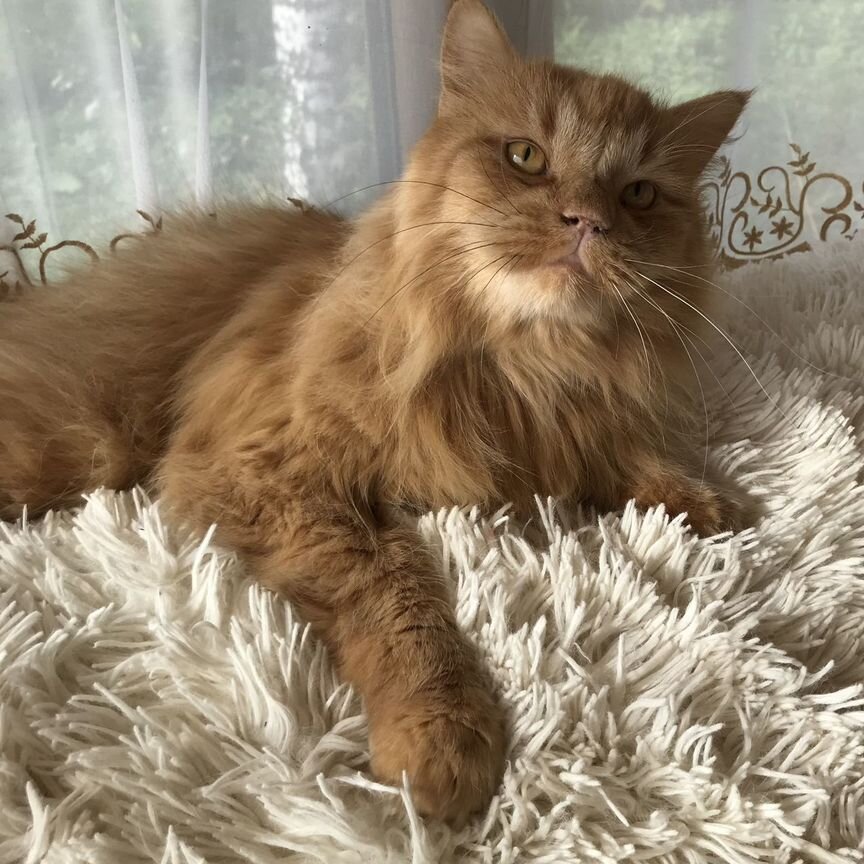 Персидский кот