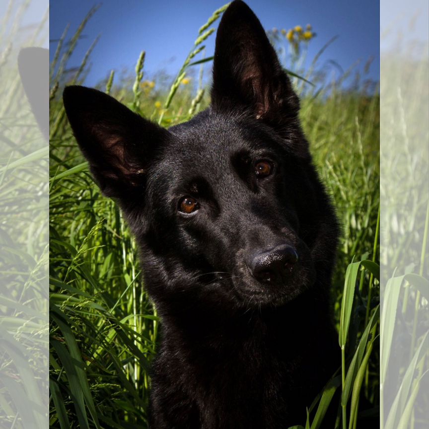 Немецкая овчарка