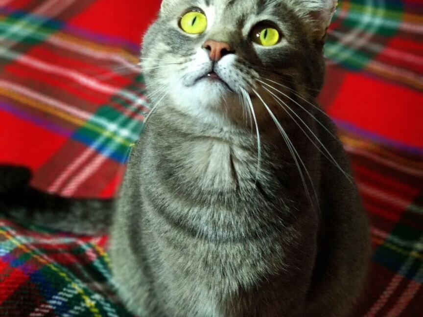 Котик Бенджамин в добрые руки