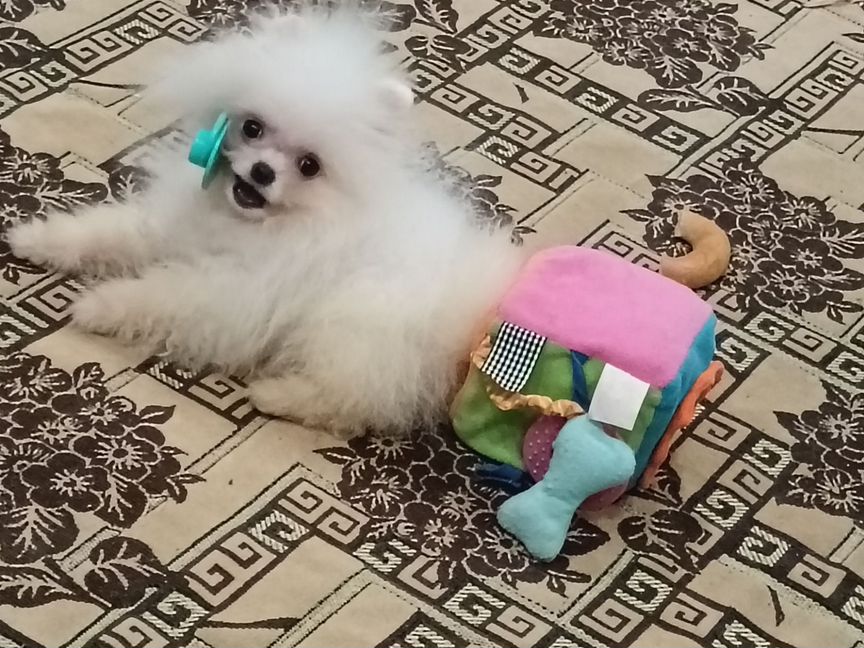 Померанский шпиц мини