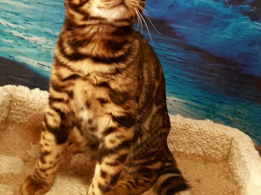 Бенгальские Брауны в Разведение