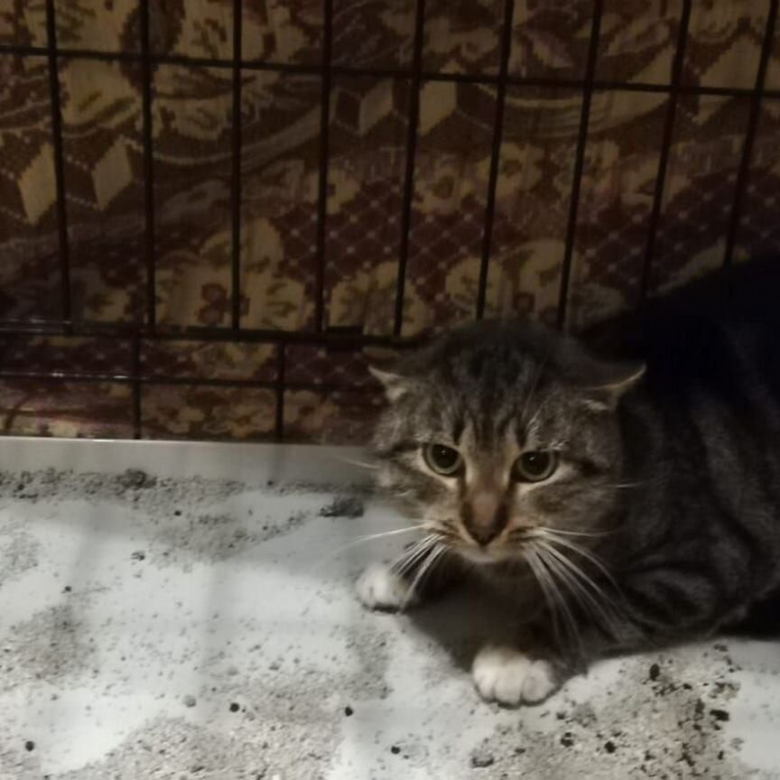 Котик