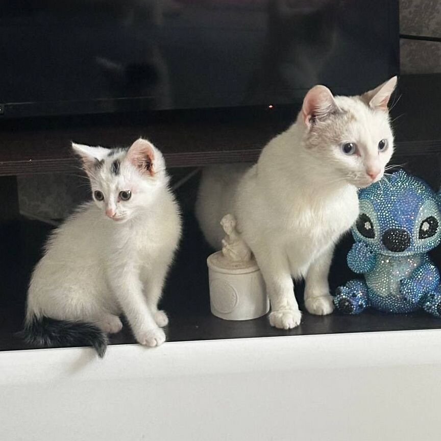 Котятки- найдёныши и мама- кошка в добрые руки