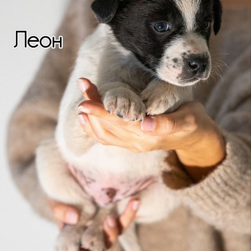 Щенок Леон ищет любящий дом