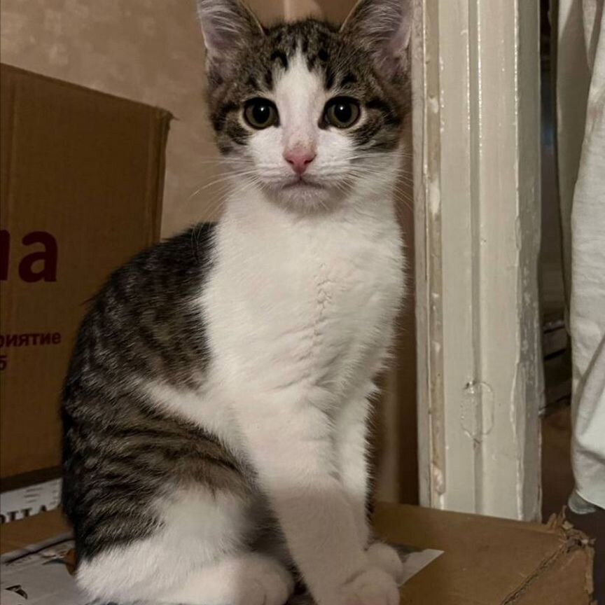 Котенок мальчик 3 месяца в дар