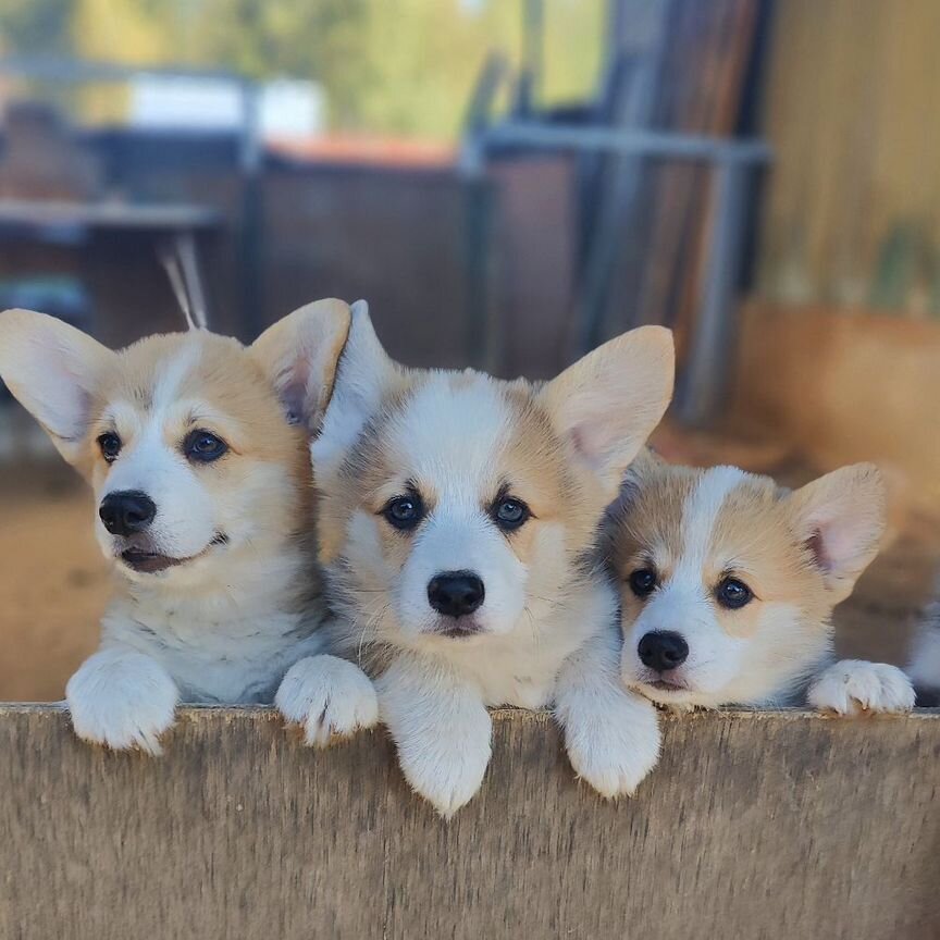Вельш-корги пемброк щенки