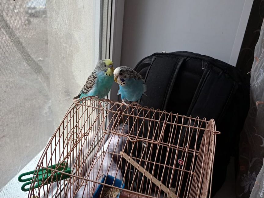 Волнистые попугаи(пара) с клеткой