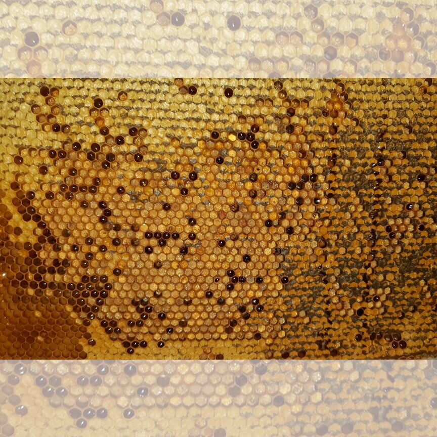 Перга пчелиная