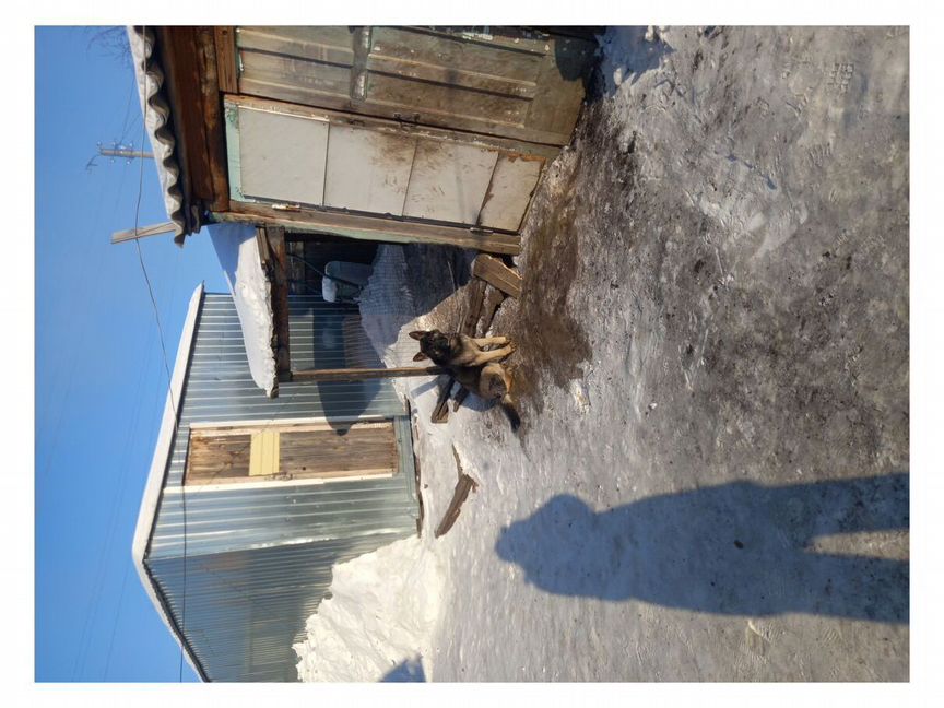 Собаки бесплатно
