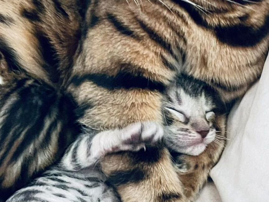 Бенгальские котята