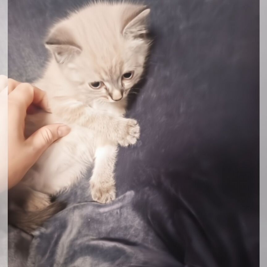 Котёнок в добрые руки