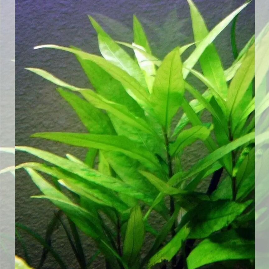 Аквариумное растение