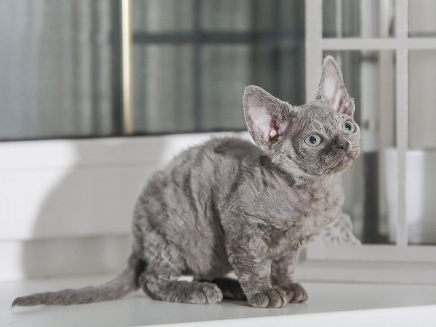 Котята девон-рекс