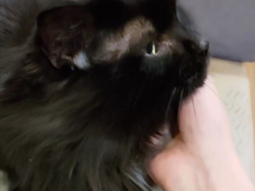 Кот Хлебушек для одиночного содержания