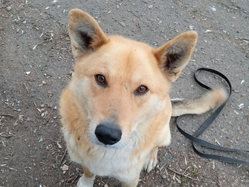 Флойд