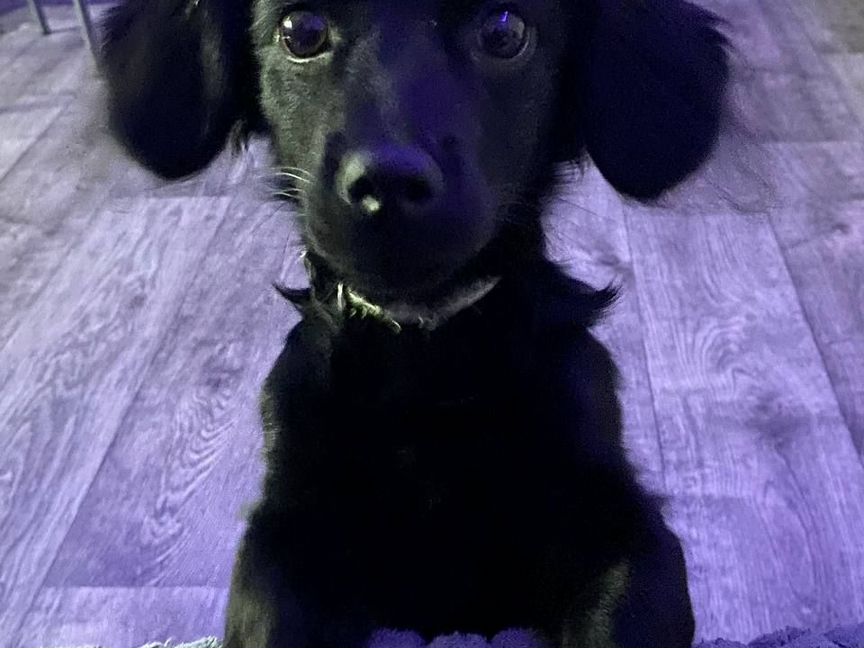 Такса и спаниель