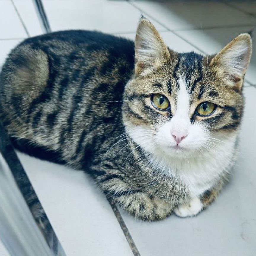 Котёнок в добрые руки