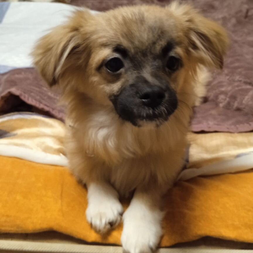 Продам маленькую собачку