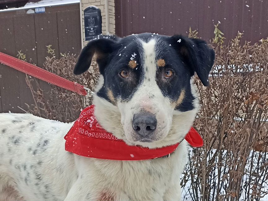 Джек ищет дом