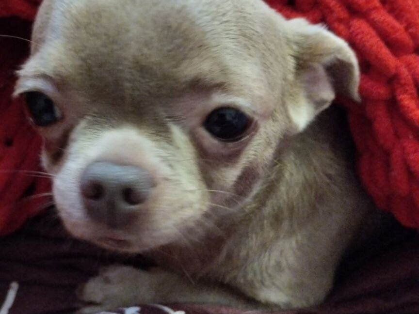 Собака чихуахуа мини