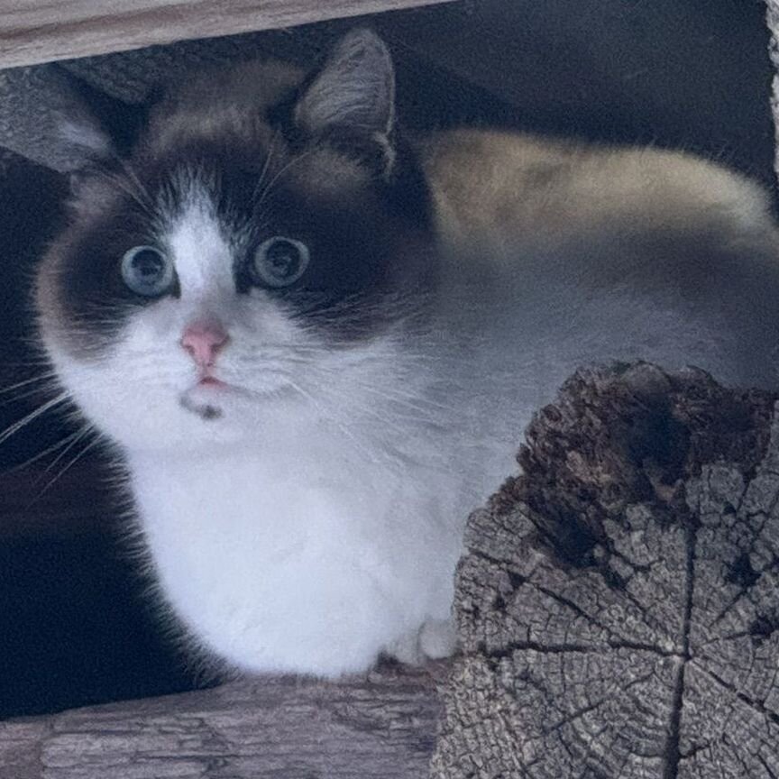 Сноу-Шу котёнок