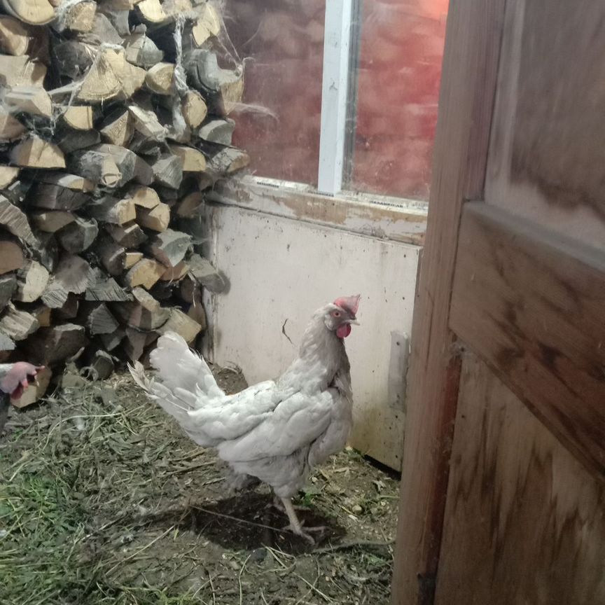 Курица домашняя
