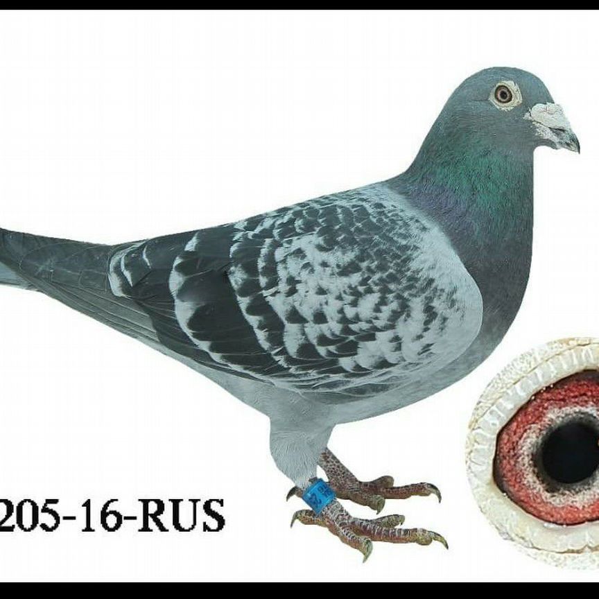 Спортивные голуби