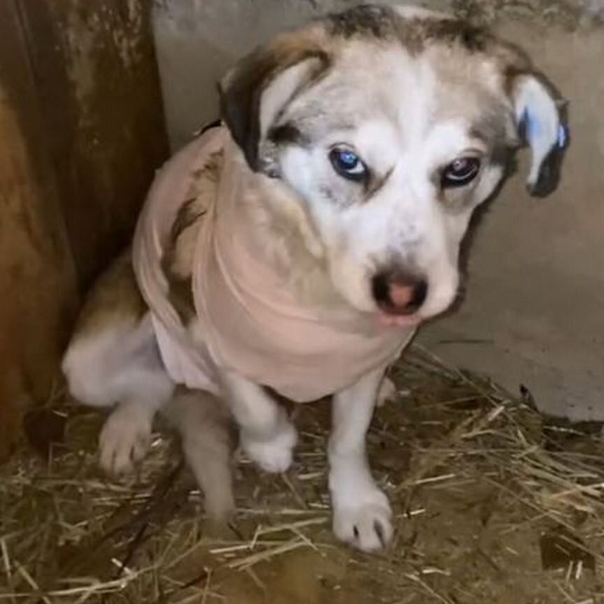 Щенок в добрые руки