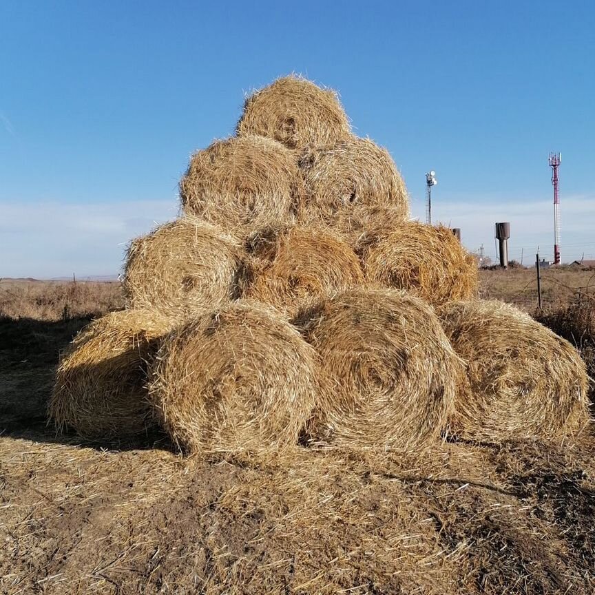 Сено в рулонах